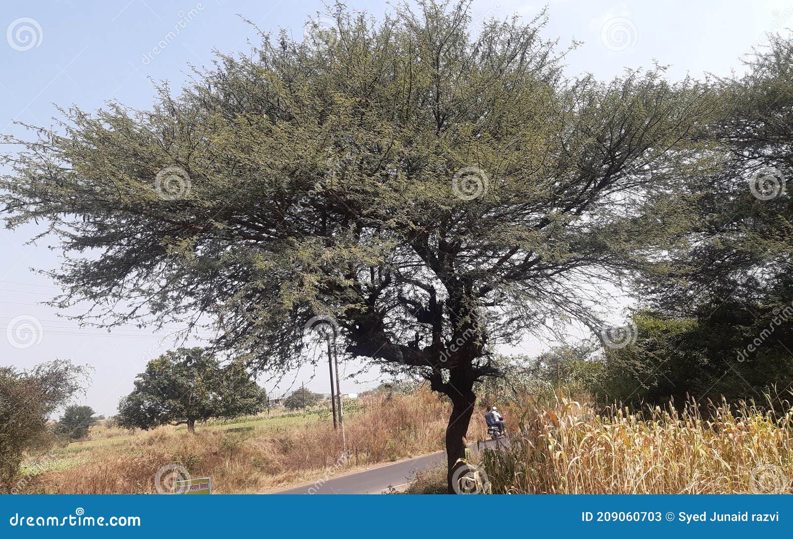 Babool Fruit,Vachellia Nilotica Or Gum Arabic Tree With Coal And Its ...