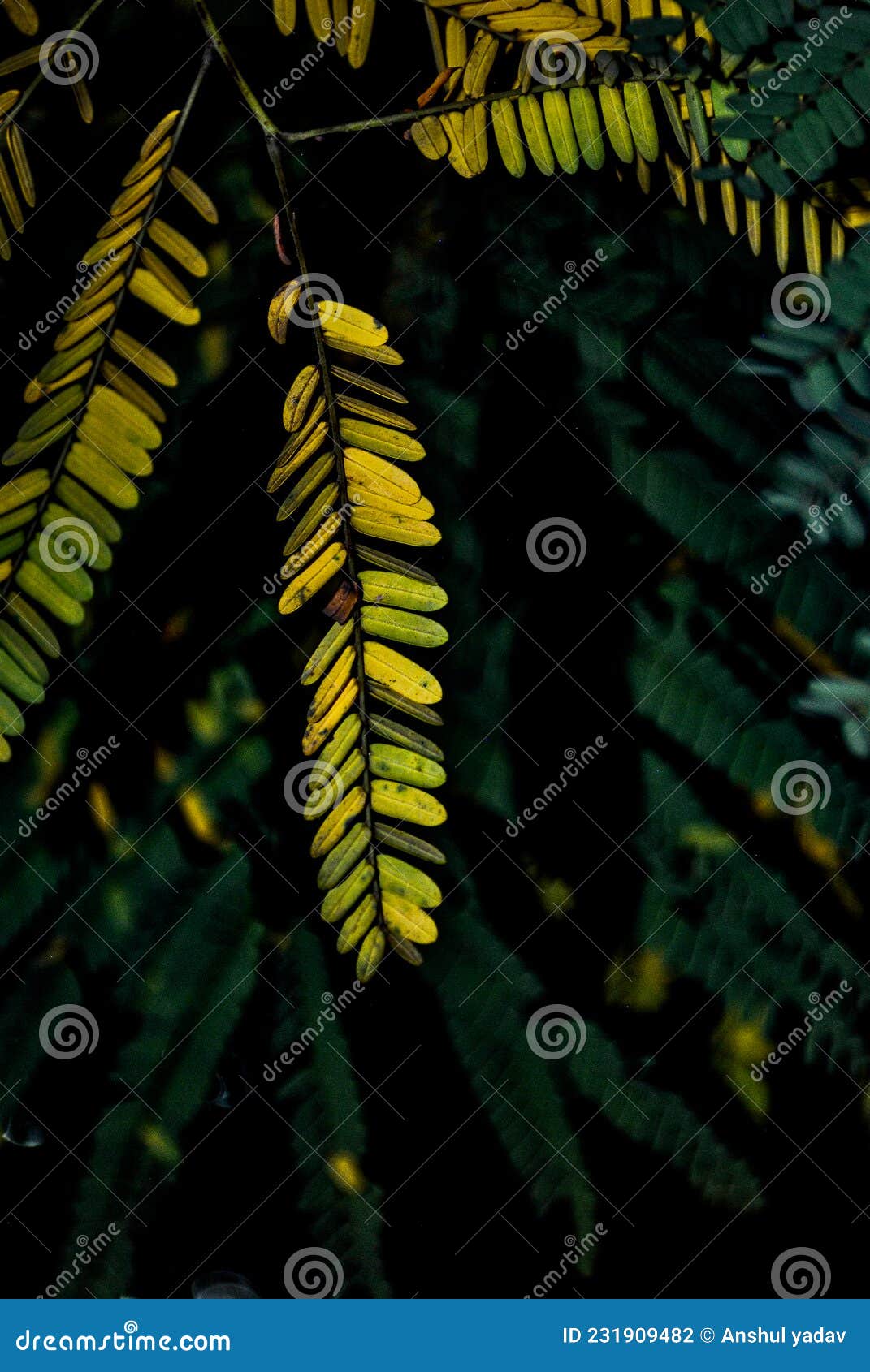 Babool Tree, Known As Gum Arabic Tree, Babul, Thorn Mimosa, Vachellia ...