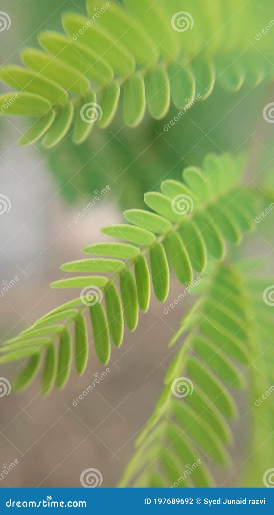 Babool Tree, Known As Gum Arabic Tree, Babul, Thorn Mimosa, Vachellia ...