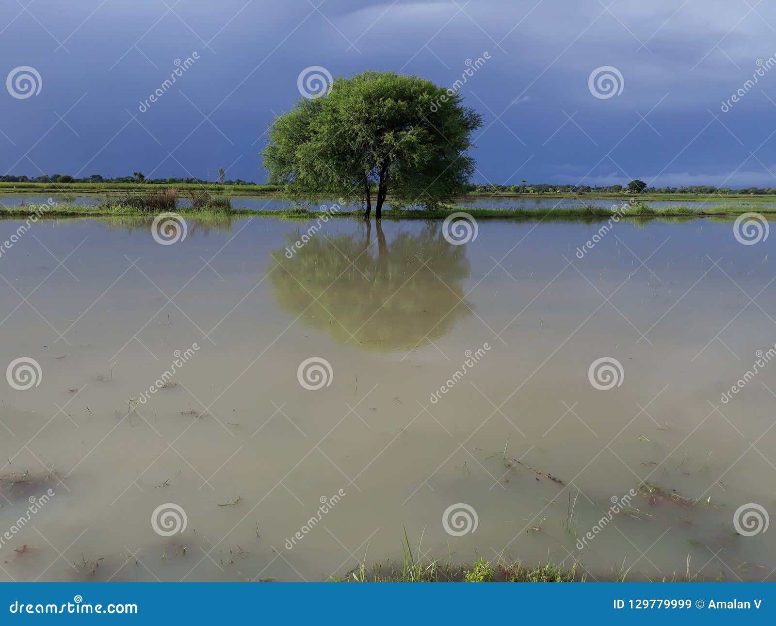 Babool tree stock image. Image of nature, babool, morning - 129779999