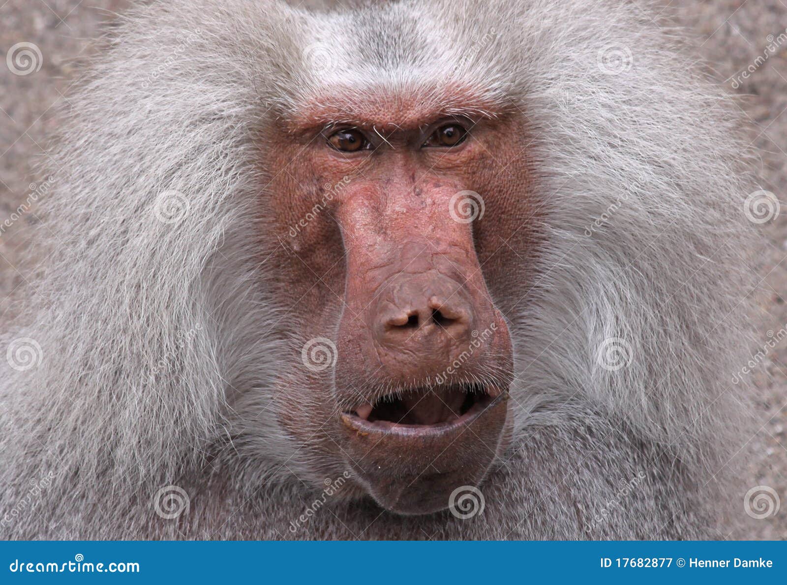 Baboon 01 stock image. Image of monkey, social, relative - 17682877