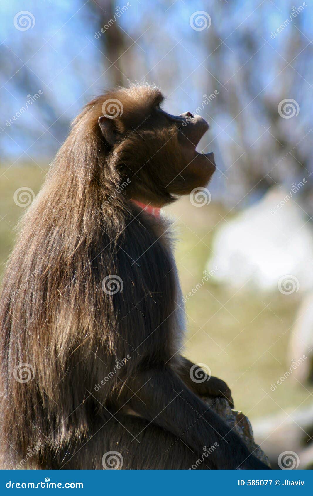 Baboon 1 stock image. Image of wilderness, animals, mammal - 585077