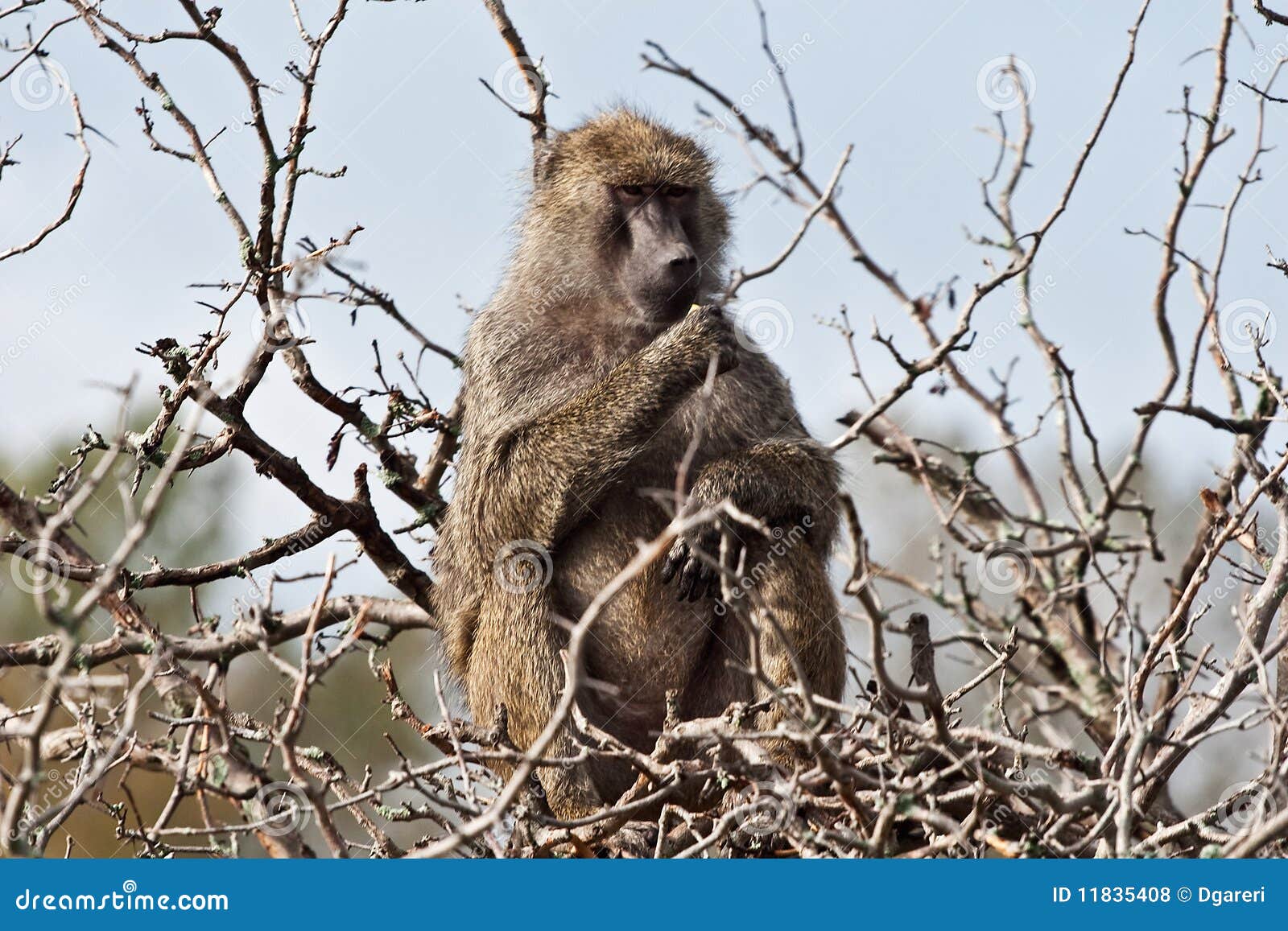 Baboon stock photo. Image of wildlife, animals, baboon - 11835408