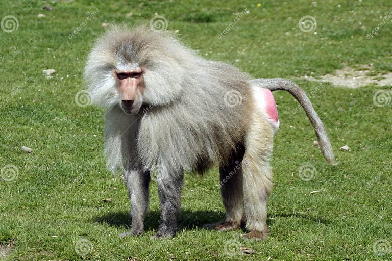 Baboon stock photo. Image of outside, captive, monkey, dominant - 125236
