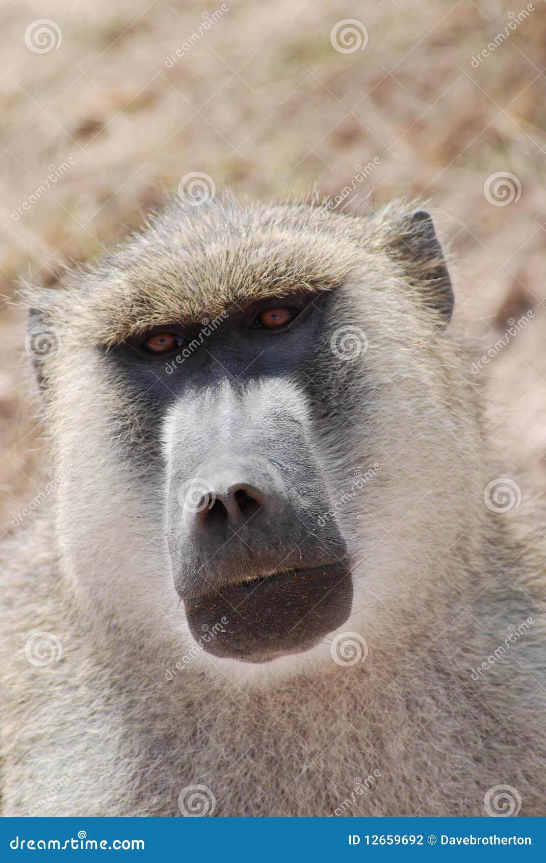 Baboon stock photo. Image of face, safari, animal, kenya - 12659692