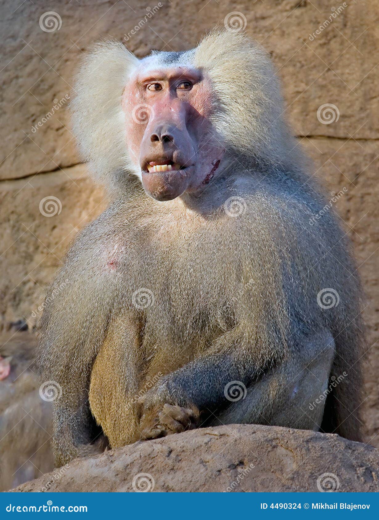 Baboon 13 stock photo. Image of rock, fluffy, exotic, animal - 4490324