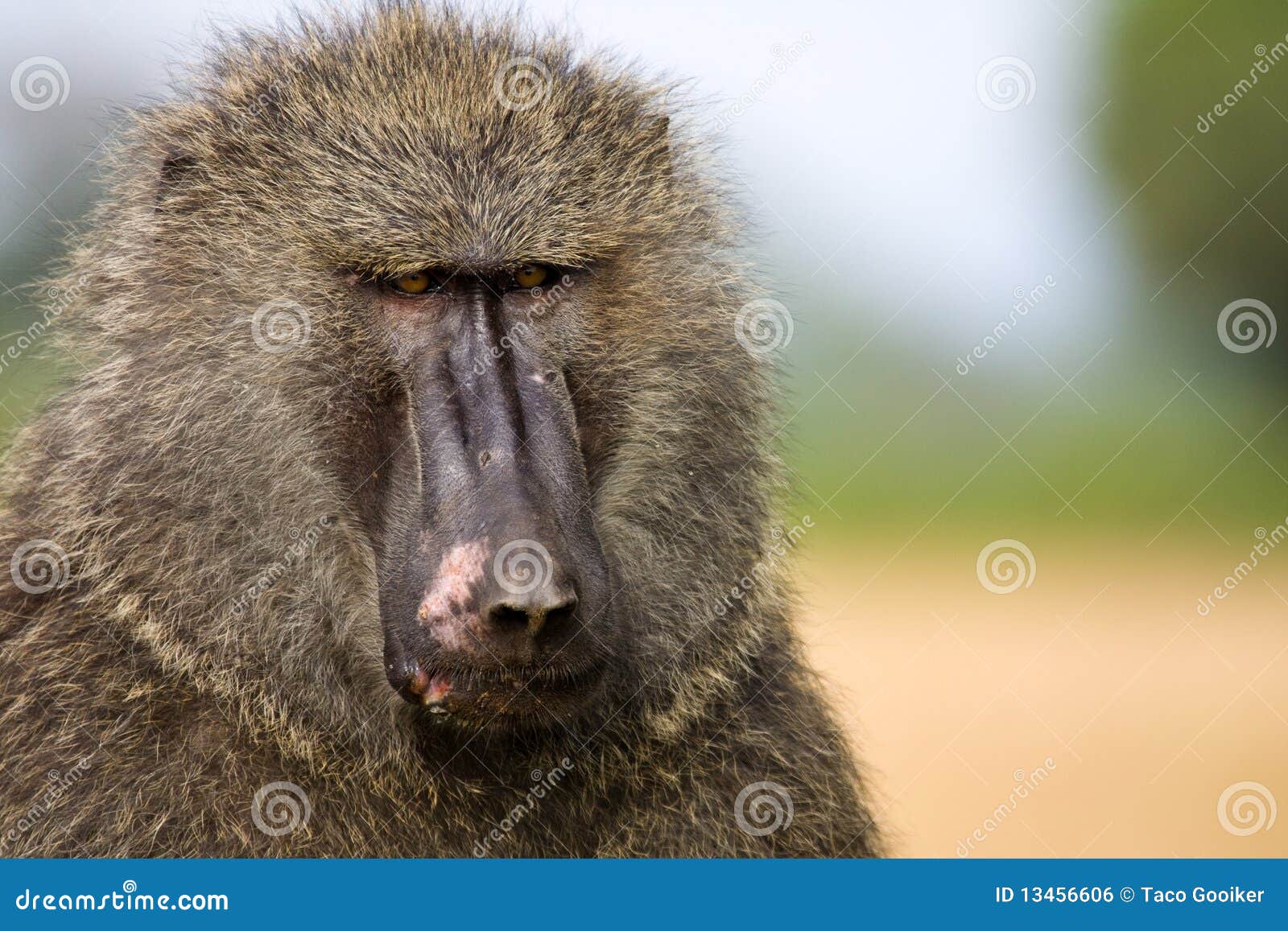 Baboon stock photo. Image of dangerous, baboon, wildlife - 13456606