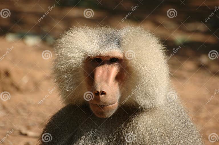 Baboon stock image. Image of wildlife, snout, wild, face - 1348249