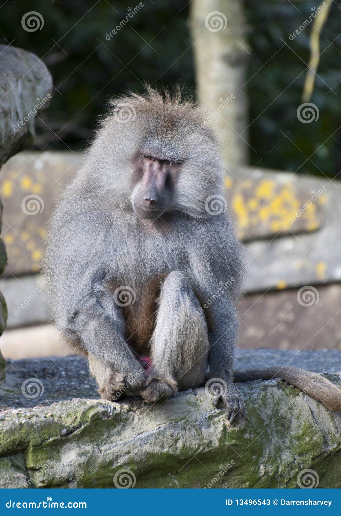 Baboon stock image. Image of animal, monkey, lone, primate - 13496543