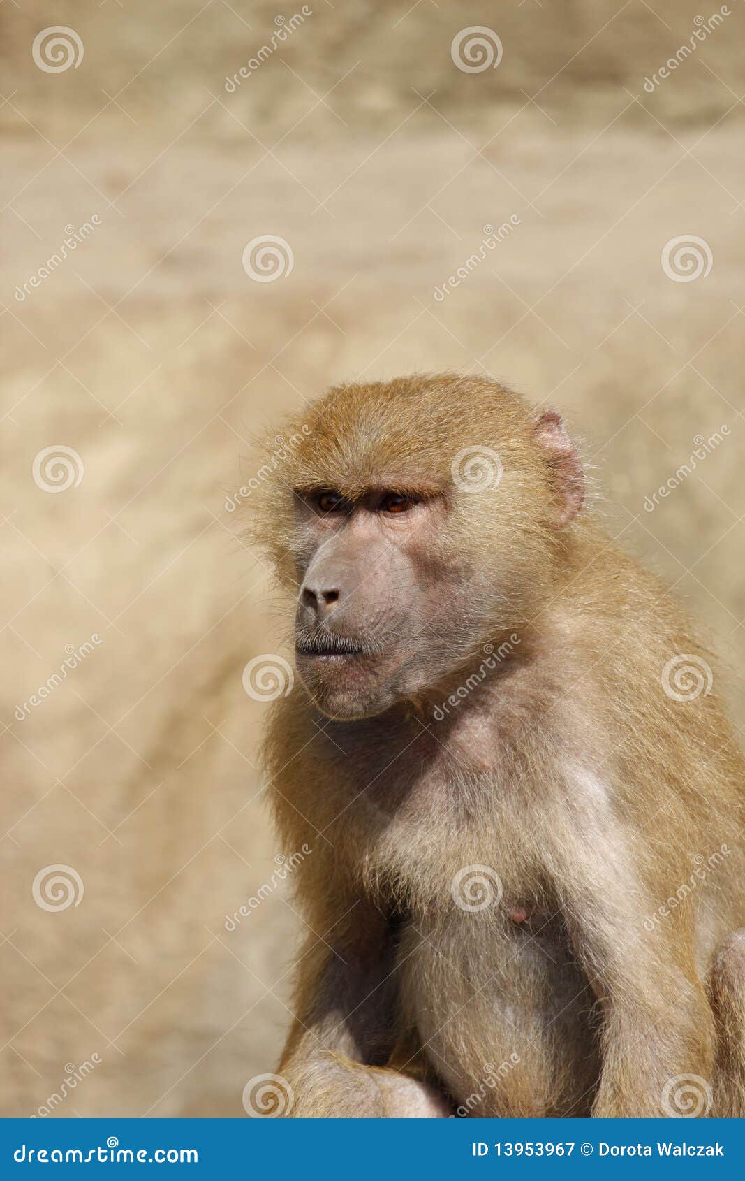 Baboon stock image. Image of safari, wildlife, ecology - 13953967