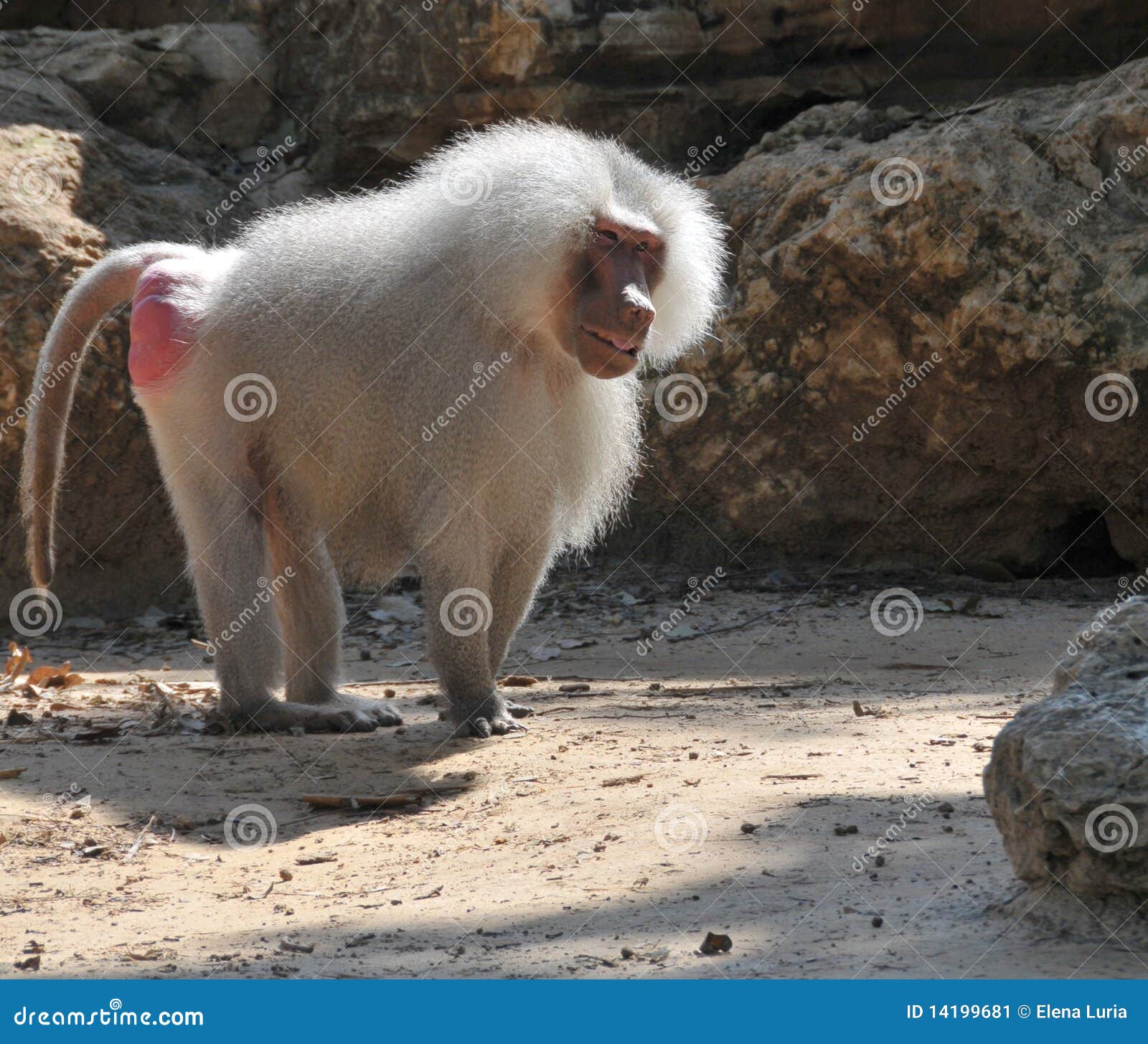 Baboon stock image. Image of male, baboon, gray, animal - 14199681