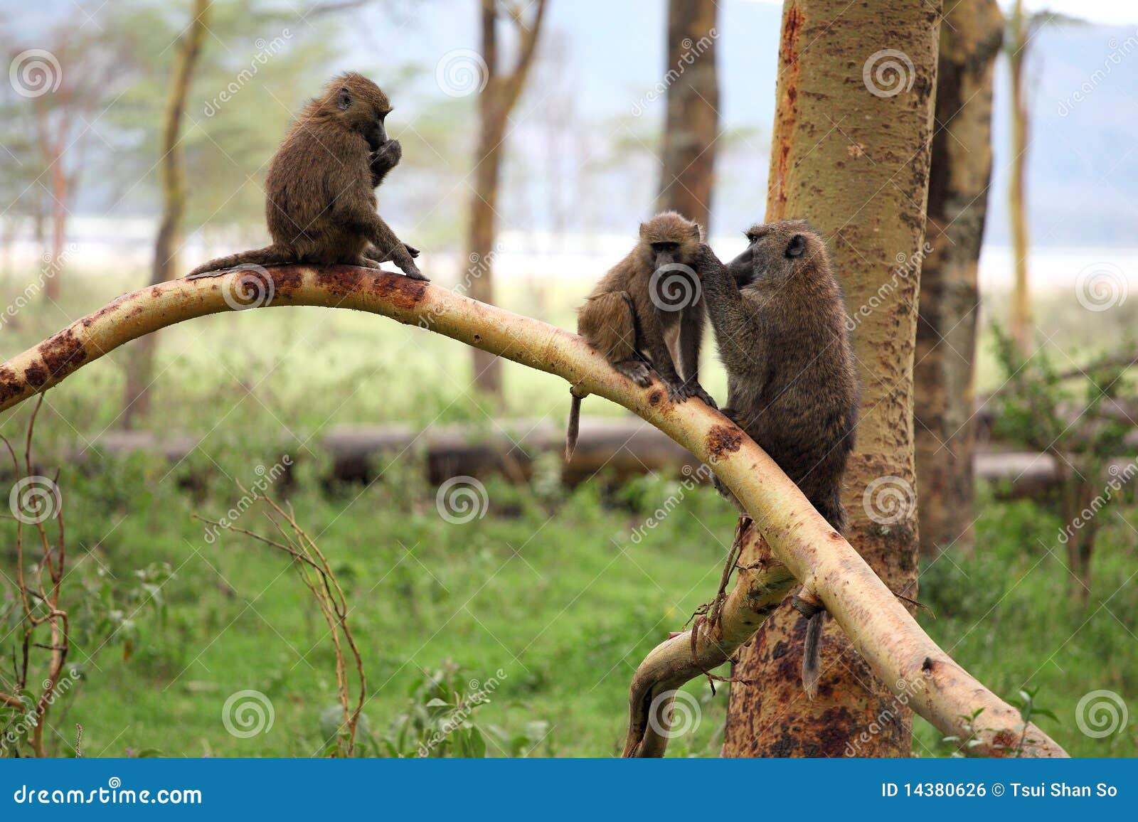 Sad Baboon Stock Photo | CartoonDealer.com #55634184