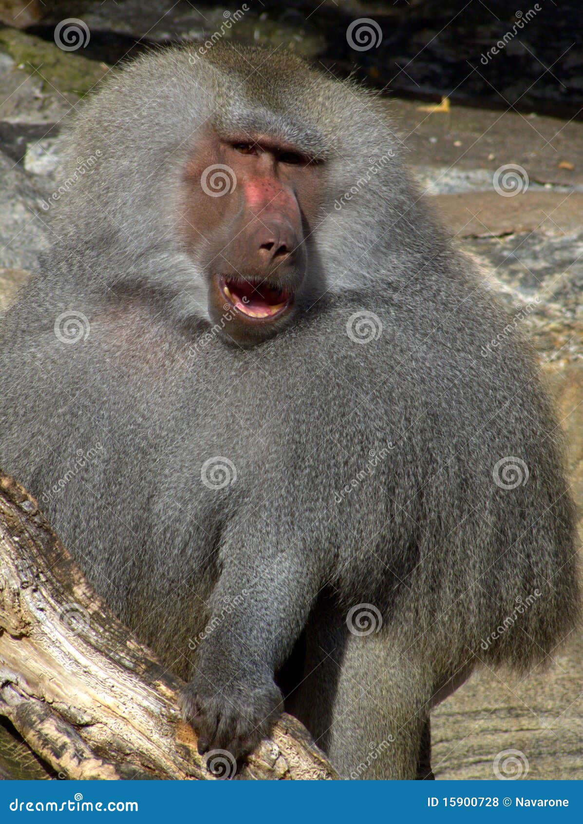Baboon stock photo. Image of outdoor, looking, monkey - 15900728
