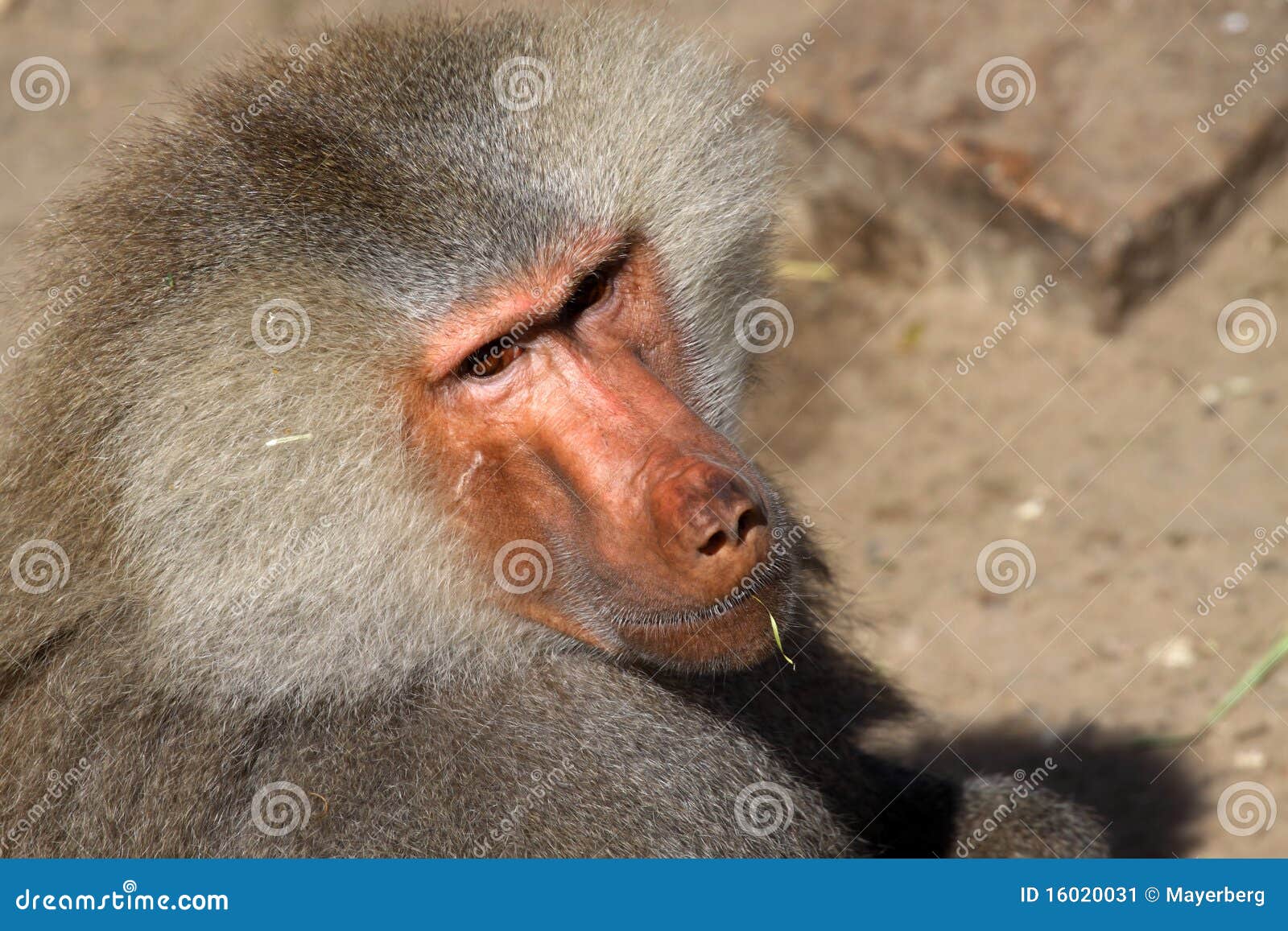 Baboon stock image. Image of closeup, background, animal - 16020031