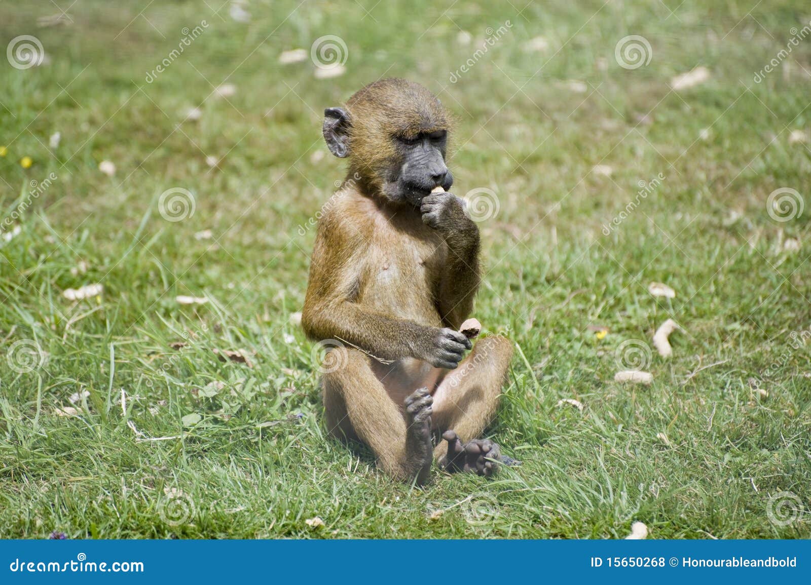 Baboon 2 stock photo. Image of golden, snout, baboon - 15650268