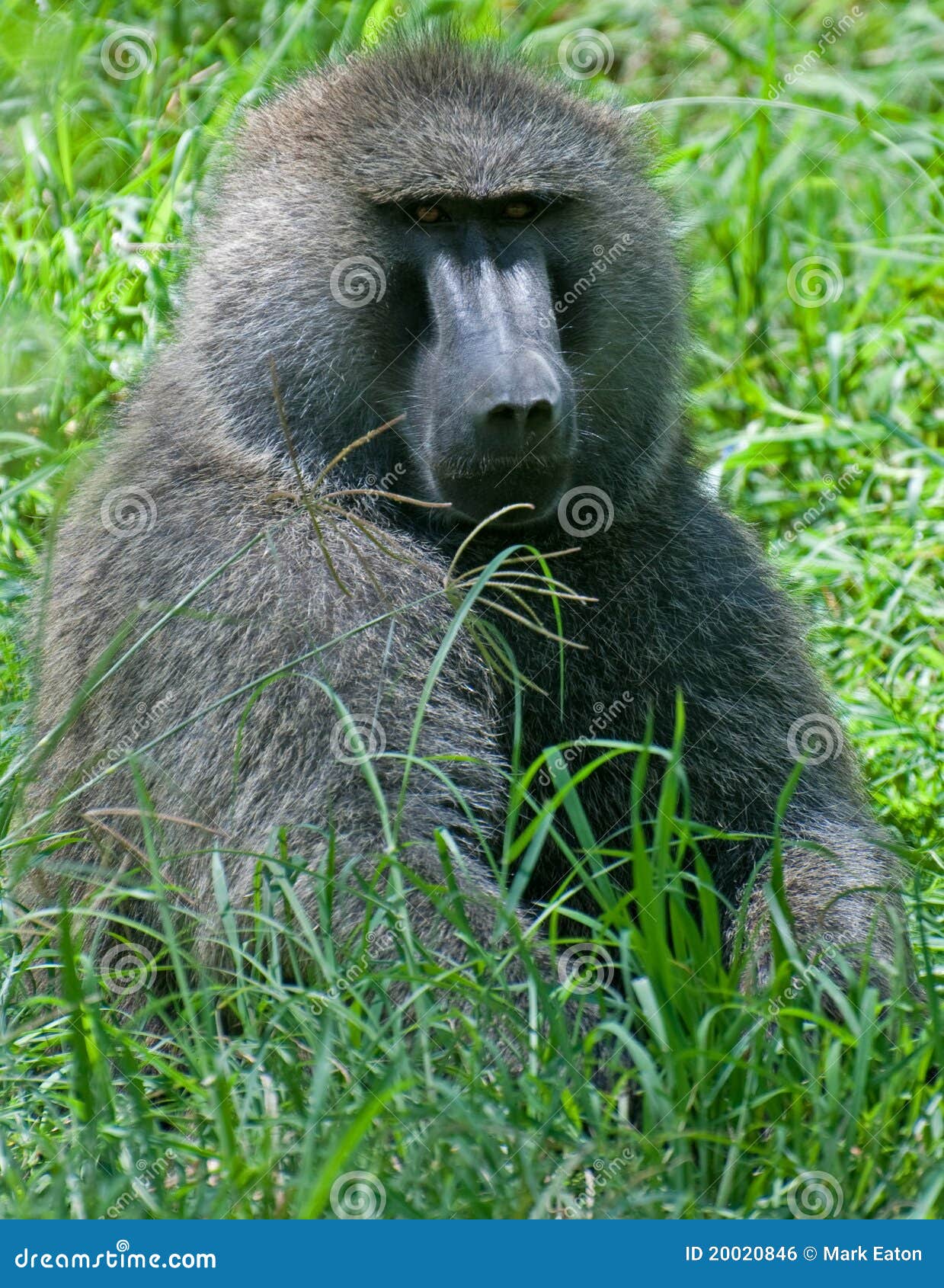 Baboon stock photo. Image of exploration, attraction - 20020846