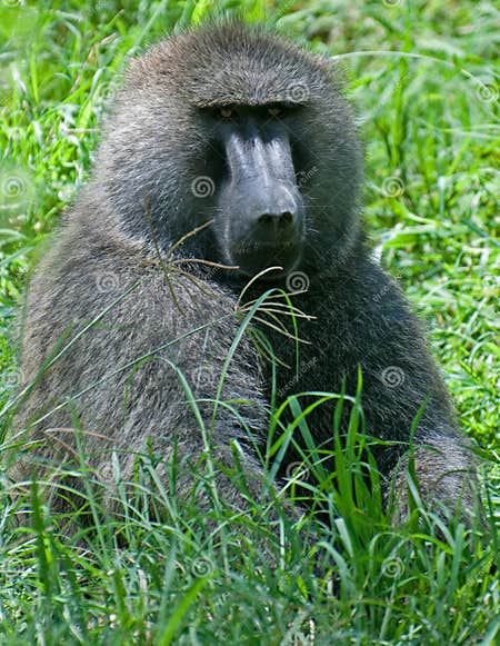 Baboon stock photo. Image of exploration, attraction - 20020846