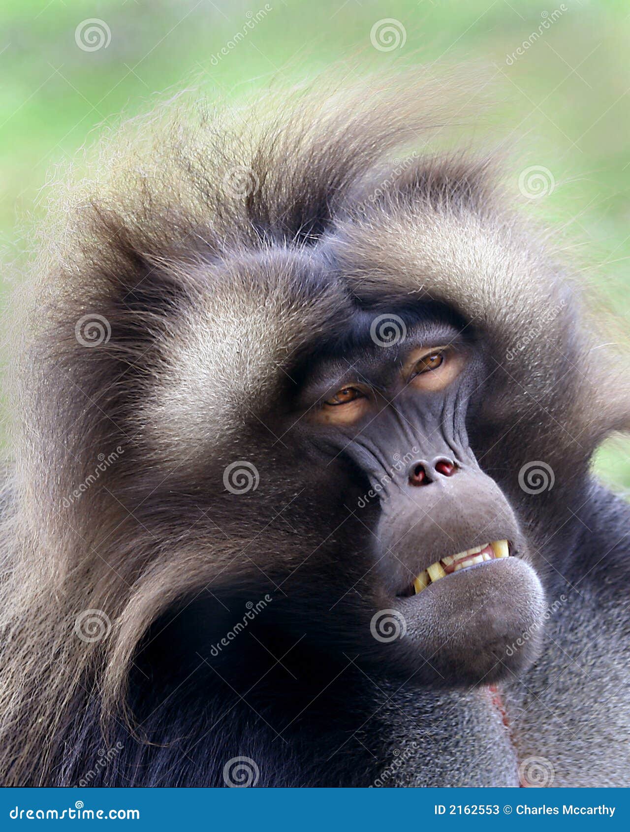 Baboon Stock Photos - Image: 2162553