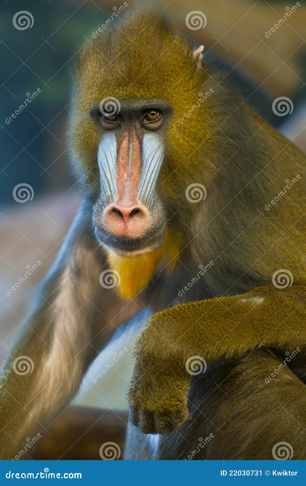 Baboon stock image. Image of primate, nose, waiting, looking - 22030731