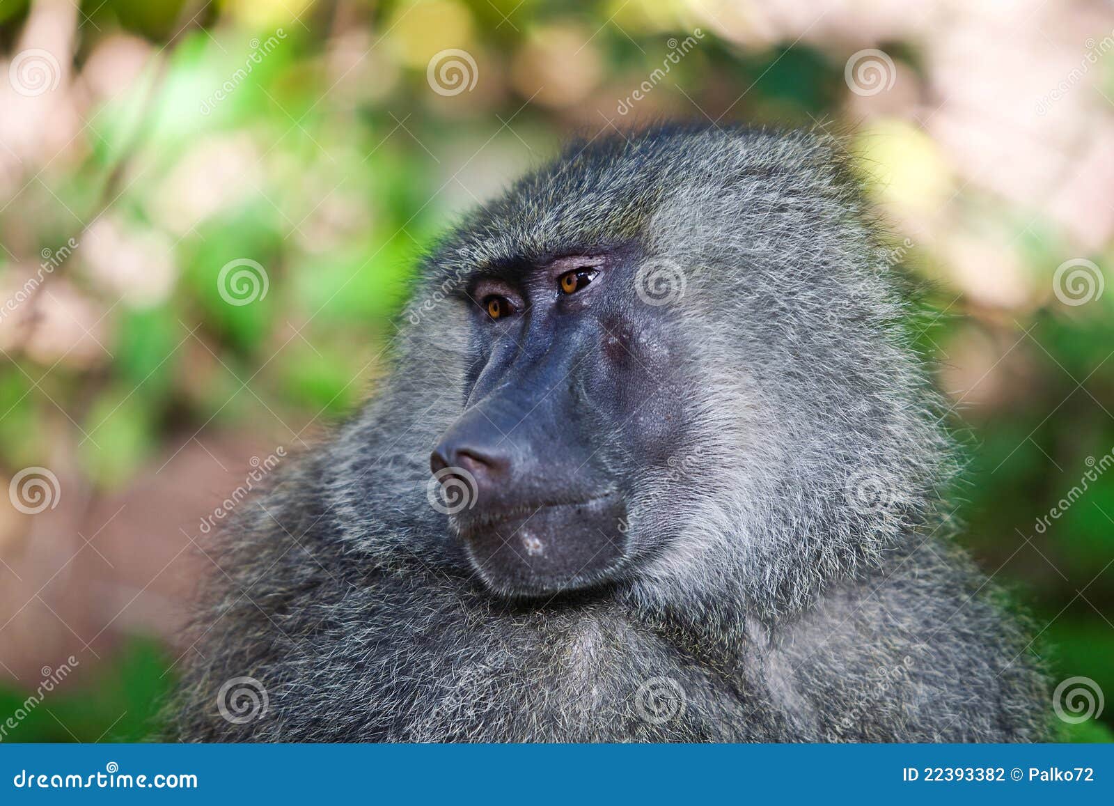 Baboon stock photo. Image of species, protect, cercopithecinae - 22393382