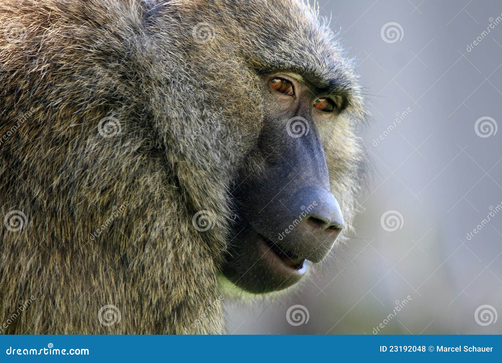 Baboon stock photo. Image of eastern, baboon, conservation - 23192048