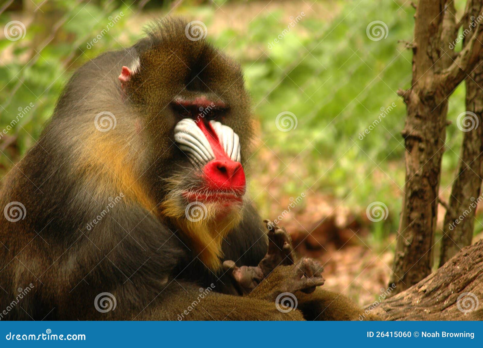 Baboon stock photo. Image of zoos, animal, zoological - 26415060