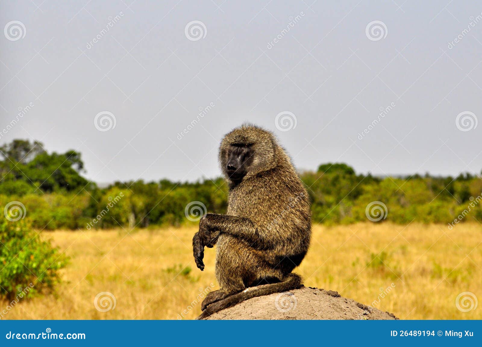 Baboon stock photo. Image of africa, tropical, face, posture - 26489194