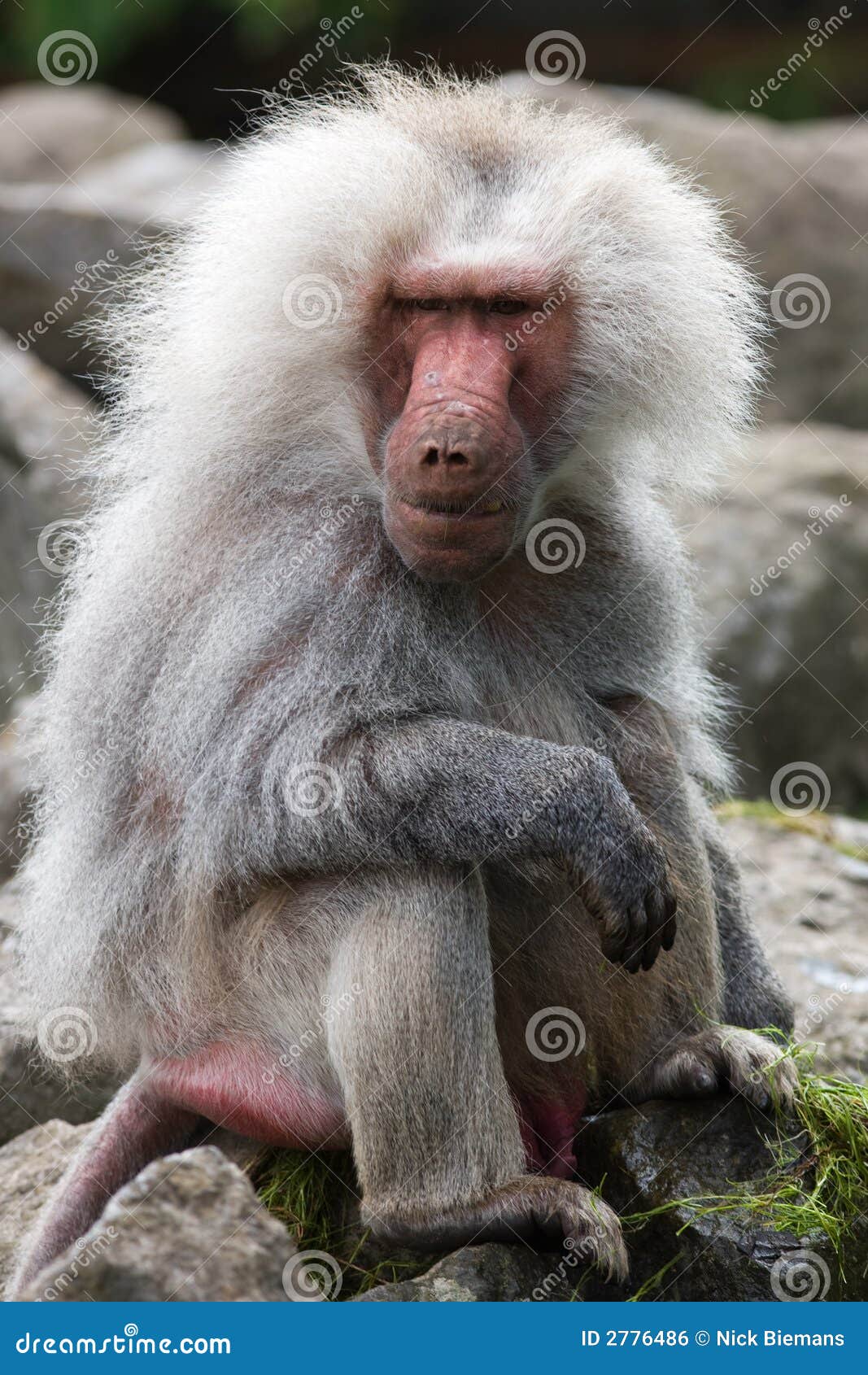 Baboon stock photo. Image of portrait, mammal, baboon - 2776486