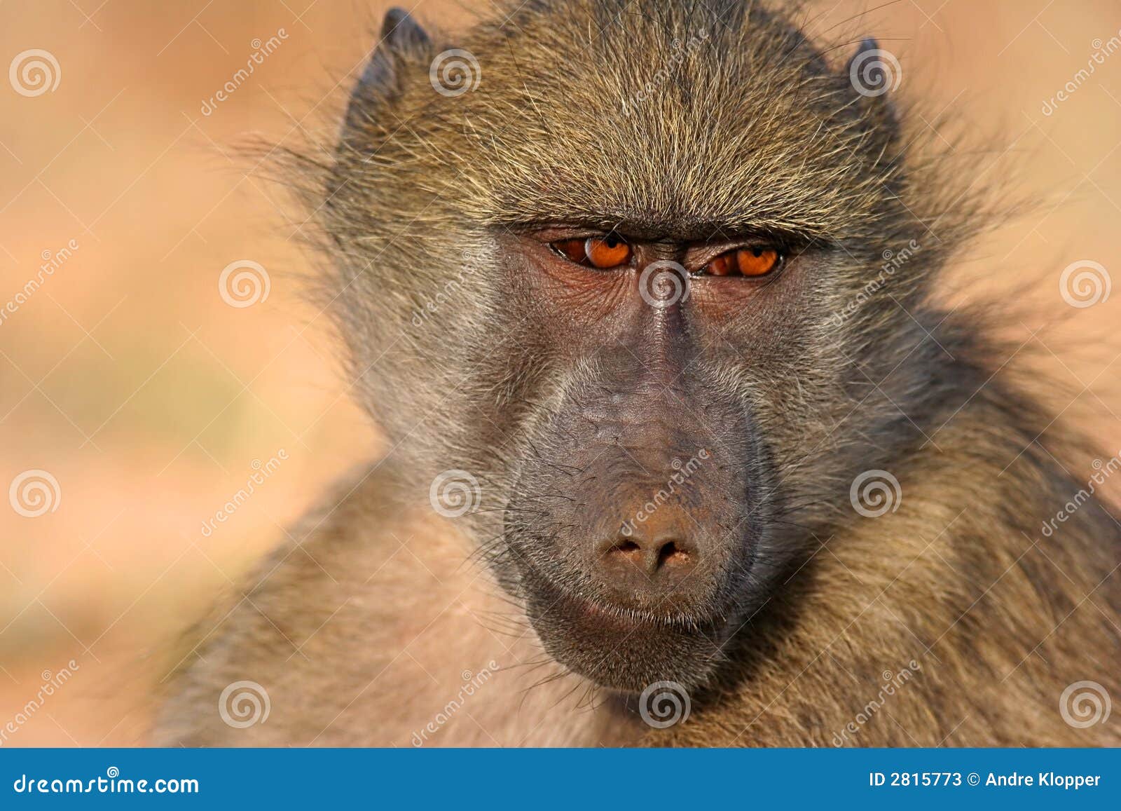 Baboon stock image. Image of face, bush, wild, reserve - 2815773
