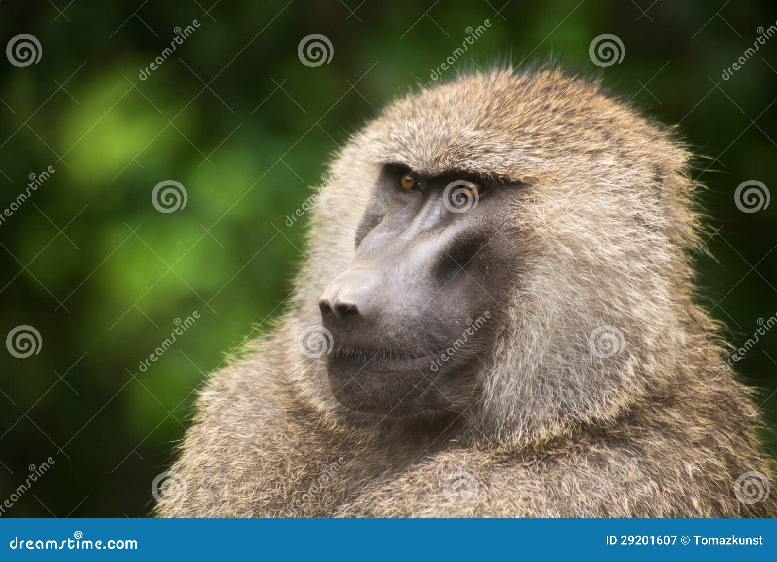 Baboon stock image. Image of green, monkey, serengeti - 29201607
