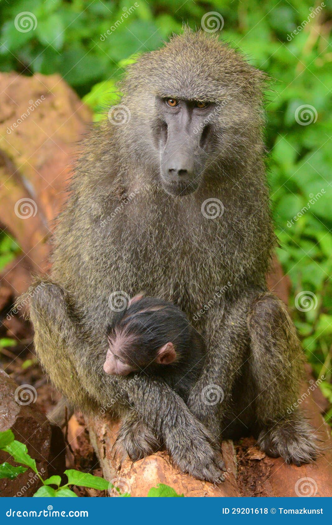 Baboon stock photo. Image of landscape, savanna, environment - 29201618