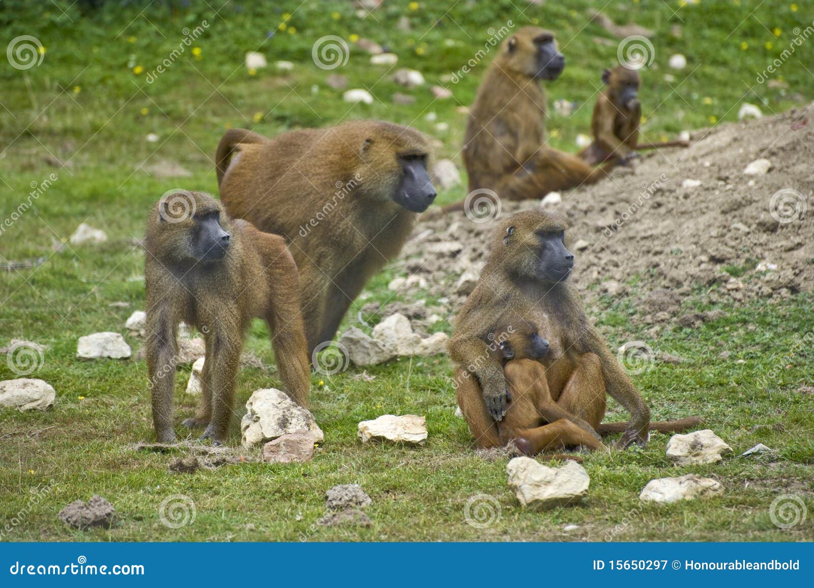 Baboon 4 stock image. Image of baboons, attention, troop - 15650297