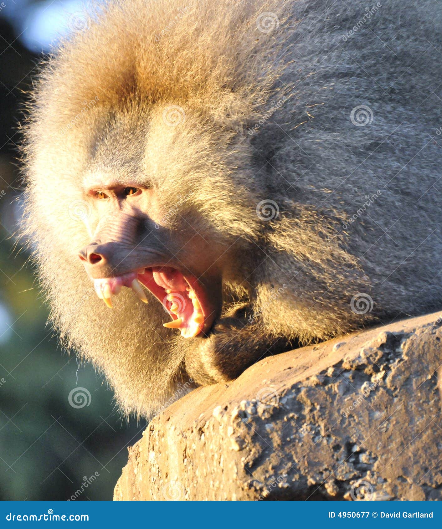 Baboon stock image. Image of monkey, teeth, wildanimals - 4950677