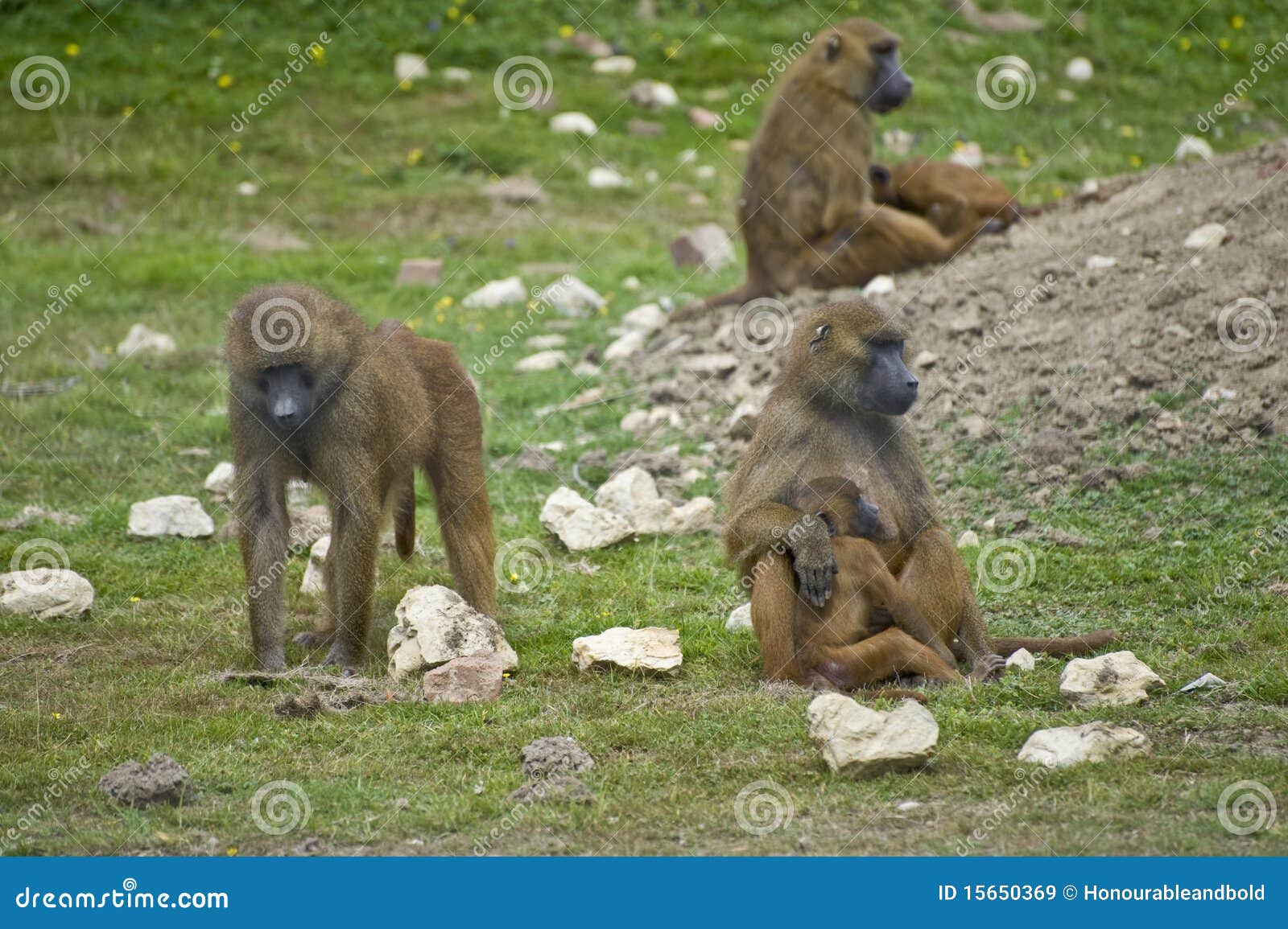 Baboon 5 stock image. Image of brown, male, papio, family - 15650369