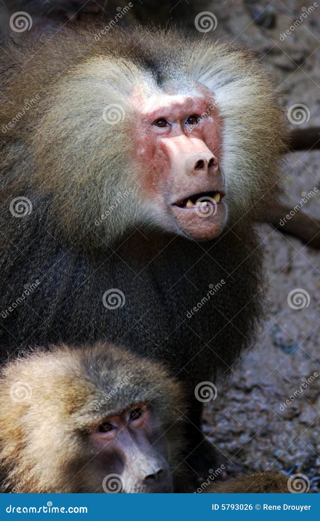 Baboon stock photo. Image of young, baboon, safari, development - 5793026