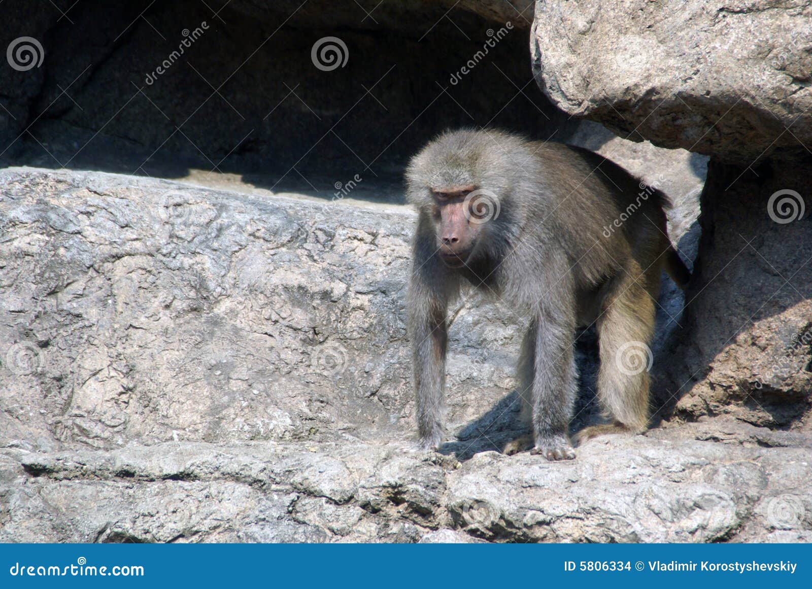 Baboon stock photo. Image of looking, cunning, eyes, waiting - 5806334