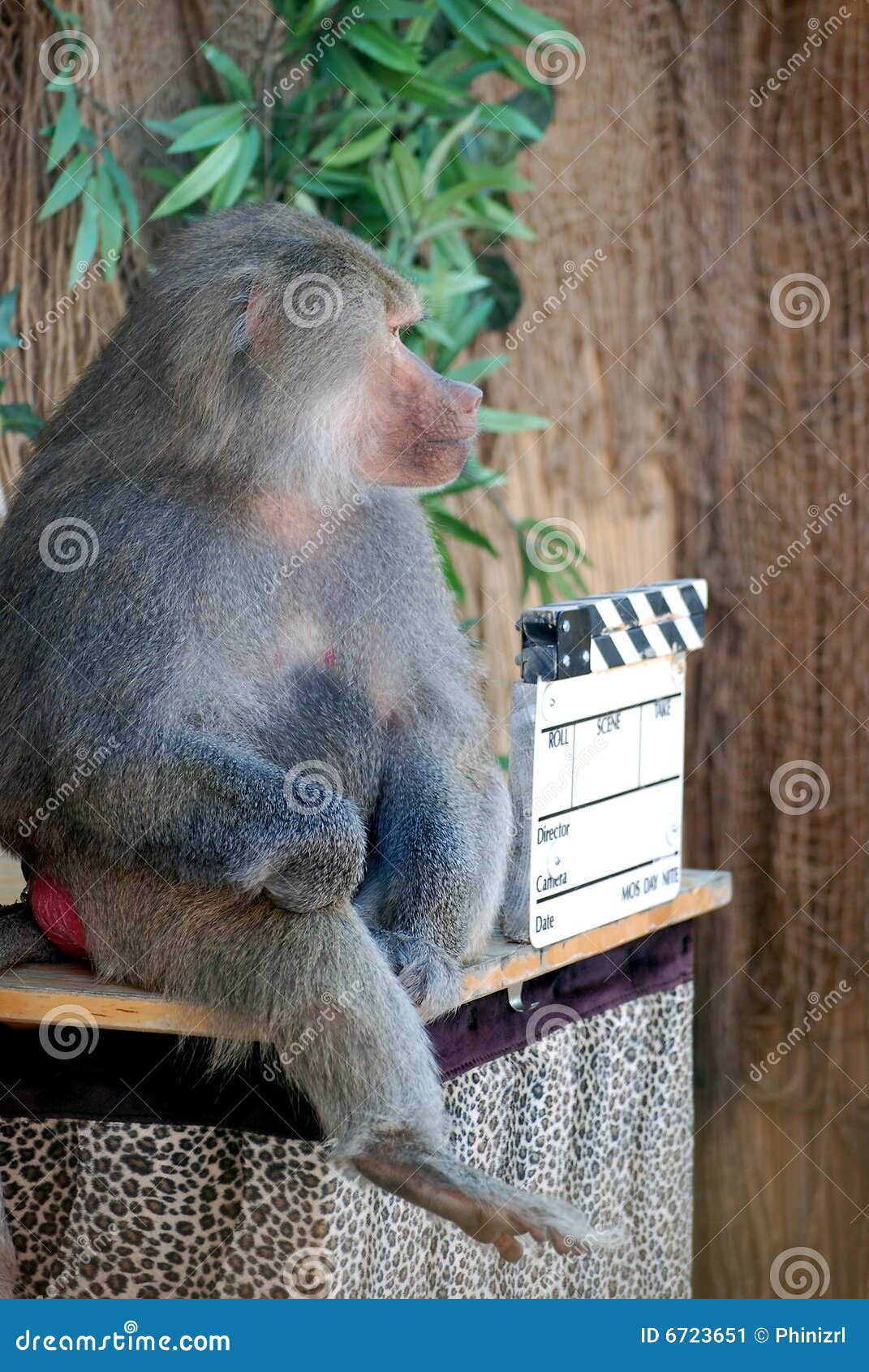 Baboon stock image. Image of performer, expression, single - 6723651