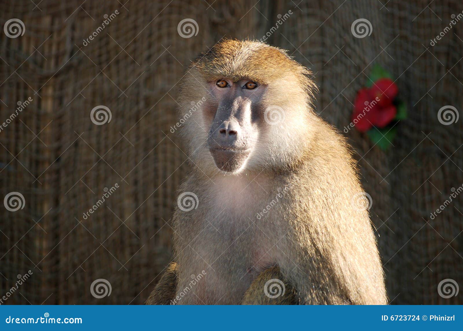 Baboon stock photo. Image of close, emotion, alone, trained - 6723724