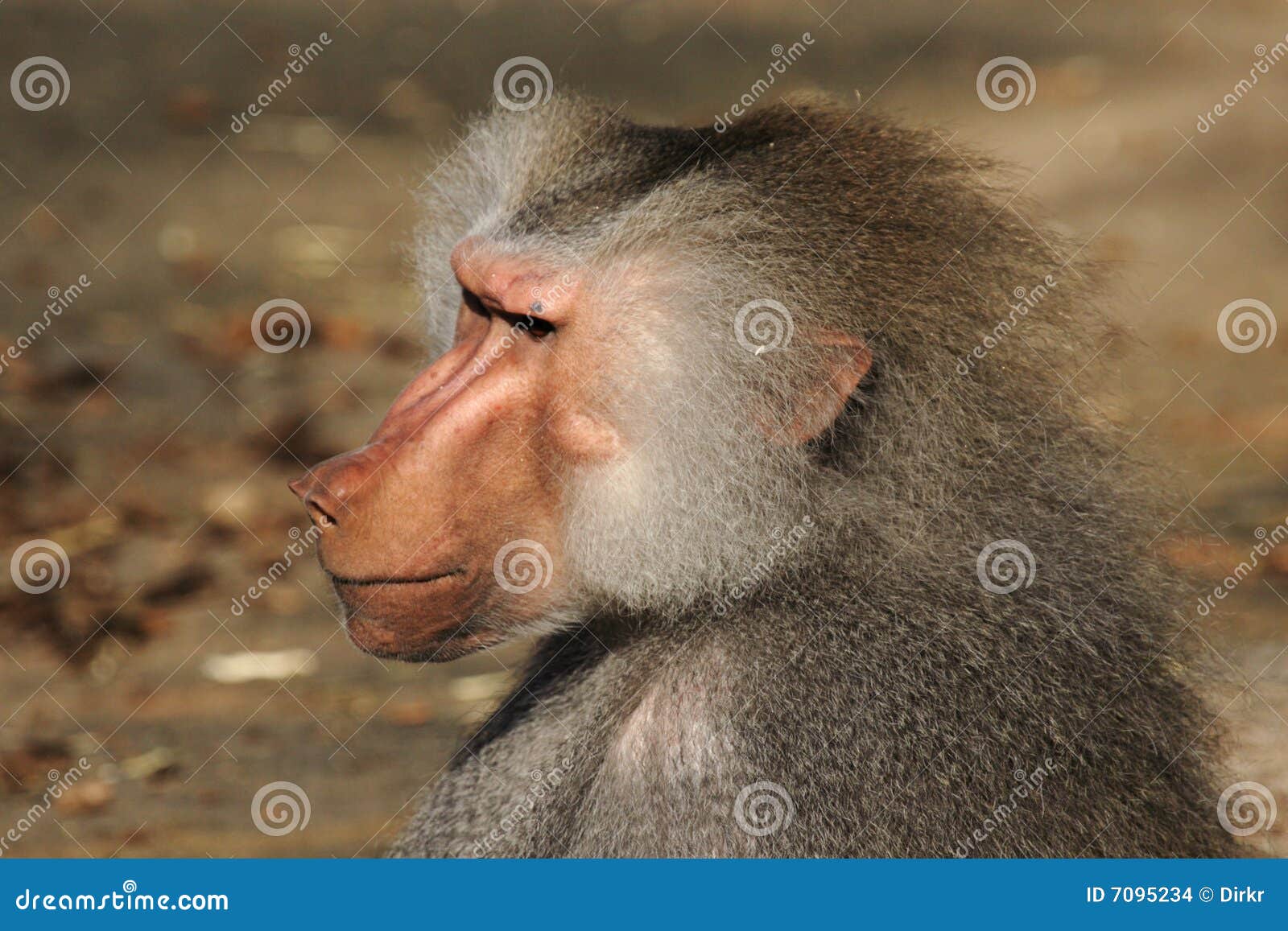 Baboon stock photo. Image of grey, mouth, mammal, hair - 7095234