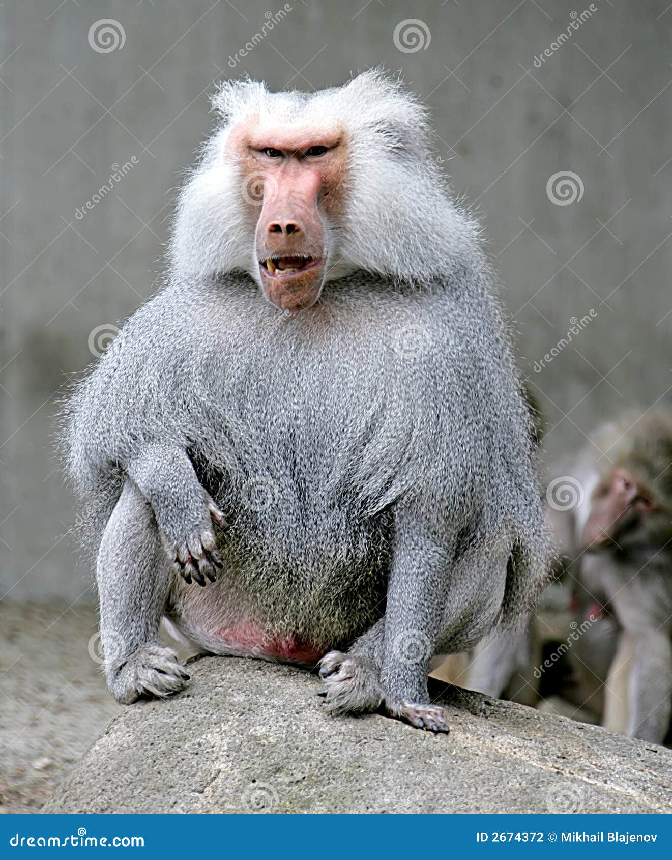 Baboon 8 stock photo. Image of jump, cunning, animal, ecology - 2674372