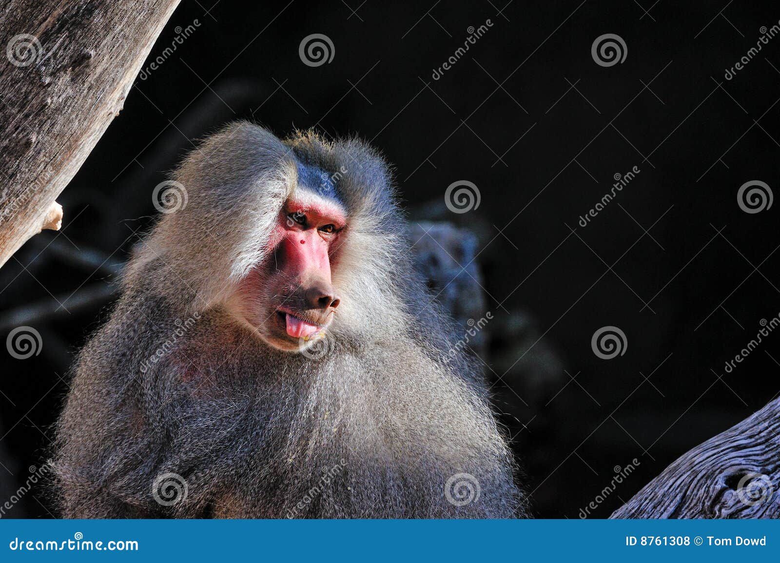 Baboon stock photo. Image of outdoors, single, branch - 8761308
