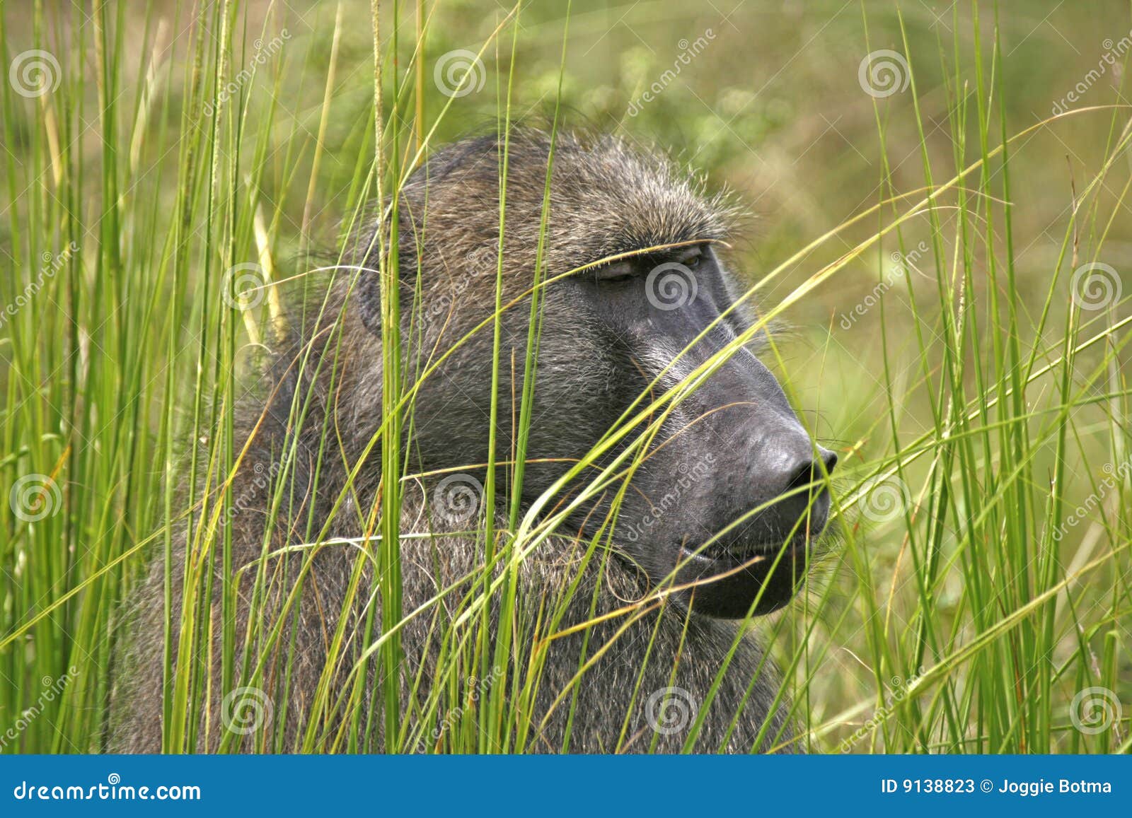 Baboon stock image. Image of wildlife, african, wild, park - 9138823