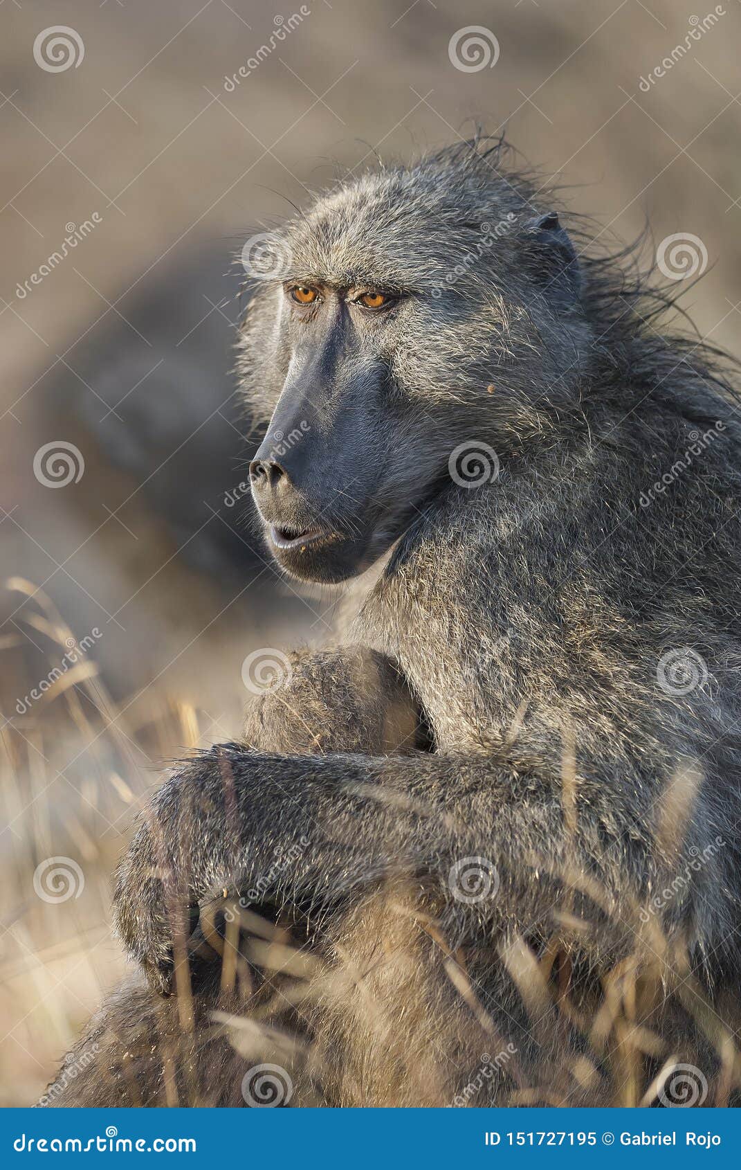 Baboon , Africa stock image. Image of attitude, wildlife - 151727195