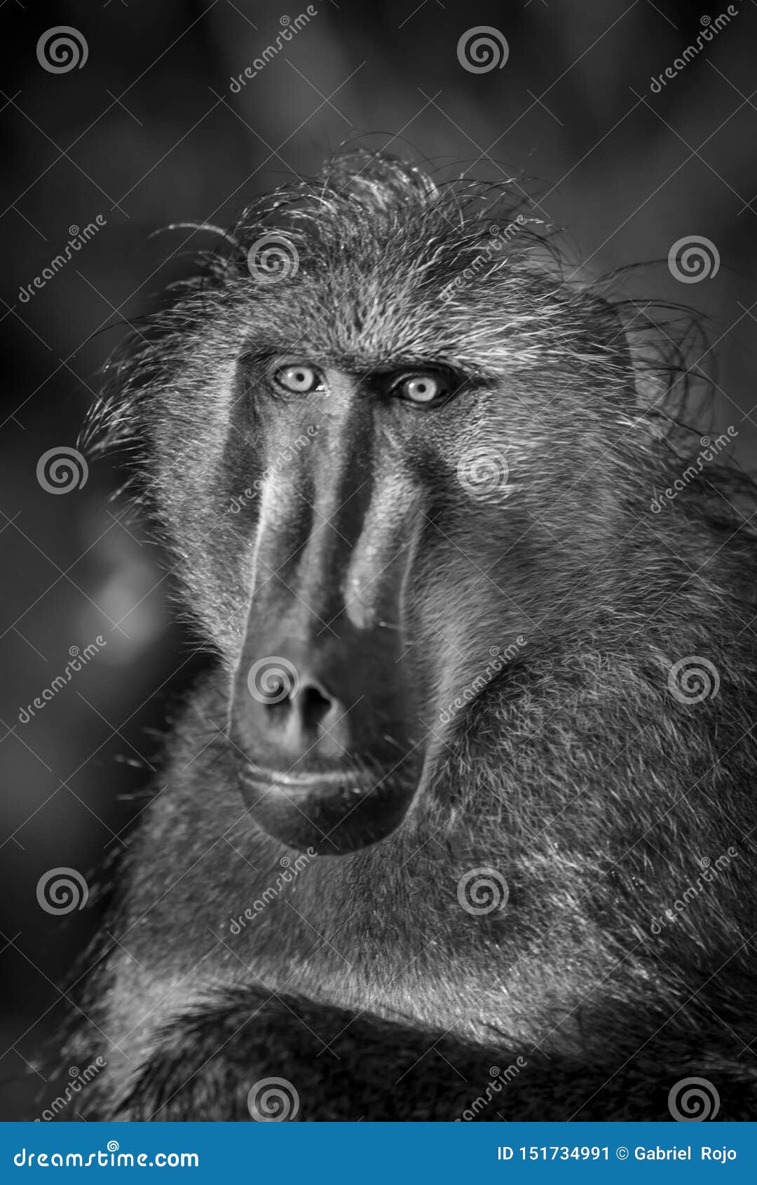 Baboon , Africa stock image. Image of national, primetes - 151734991