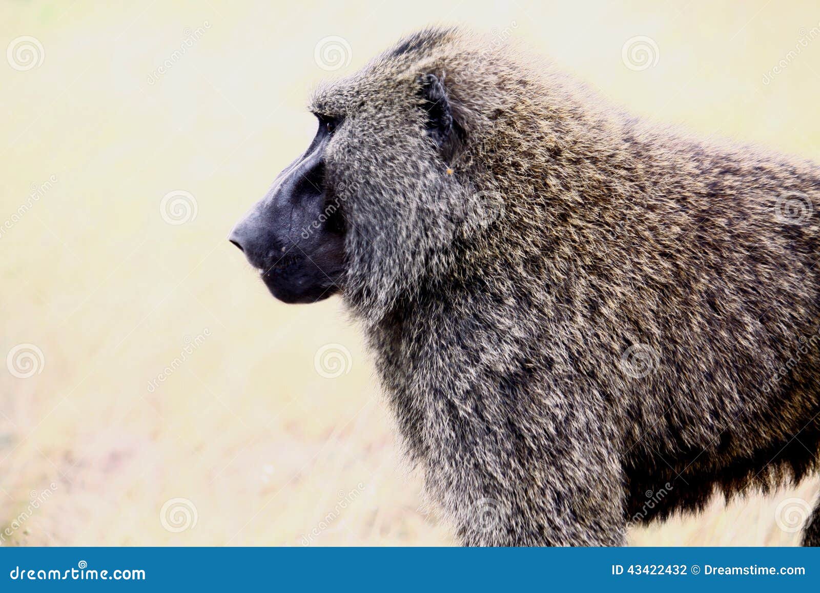 BABOON 3 stock photo. Image of alfa, aggressive, power - 43422432
