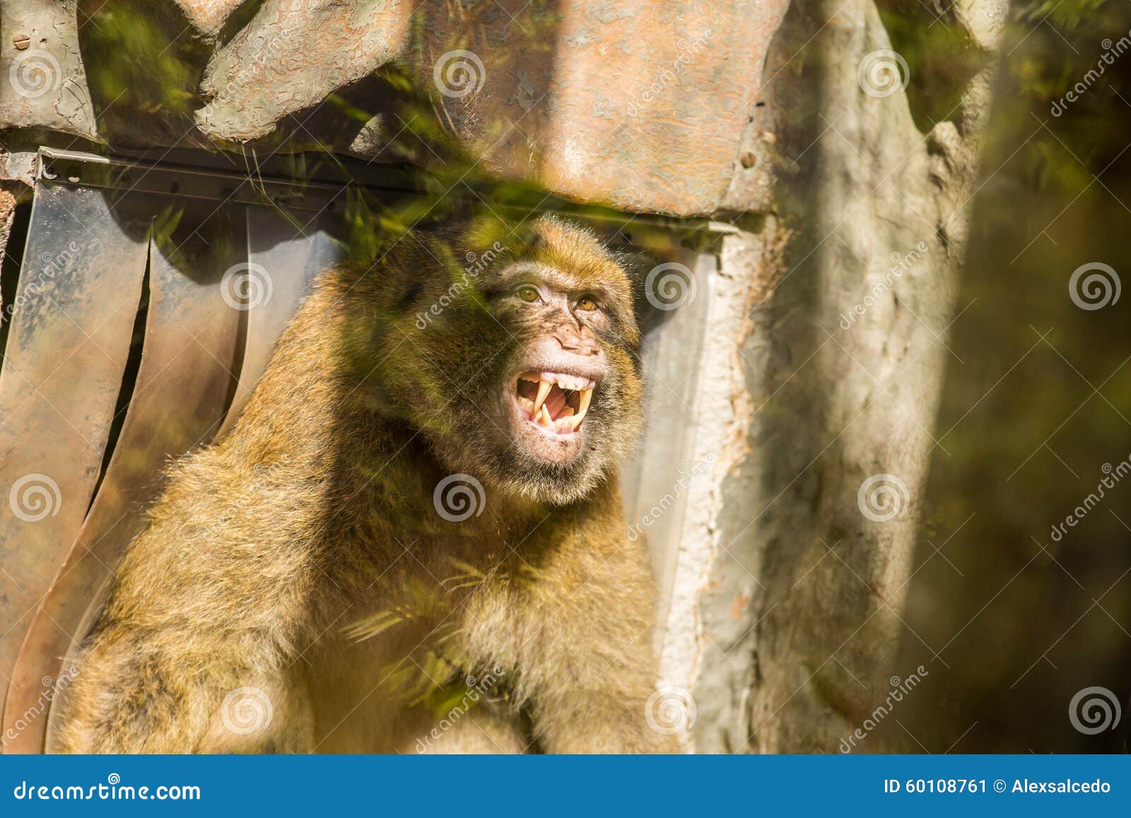 Angry Baboon Stock Photo | CartoonDealer.com #20461968