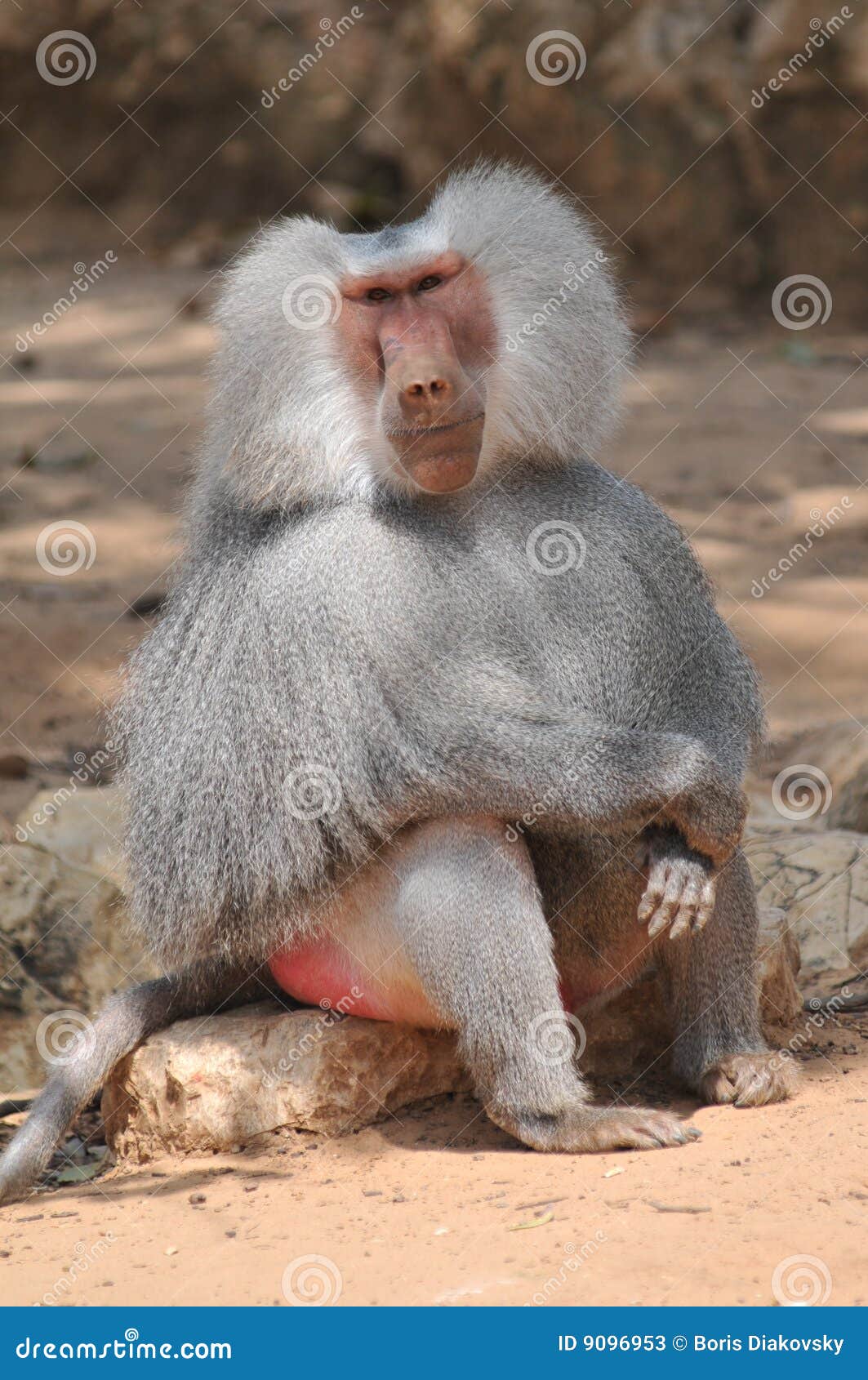 Baboon Ape Male stock image. Image of hamadryas, chief - 9096953