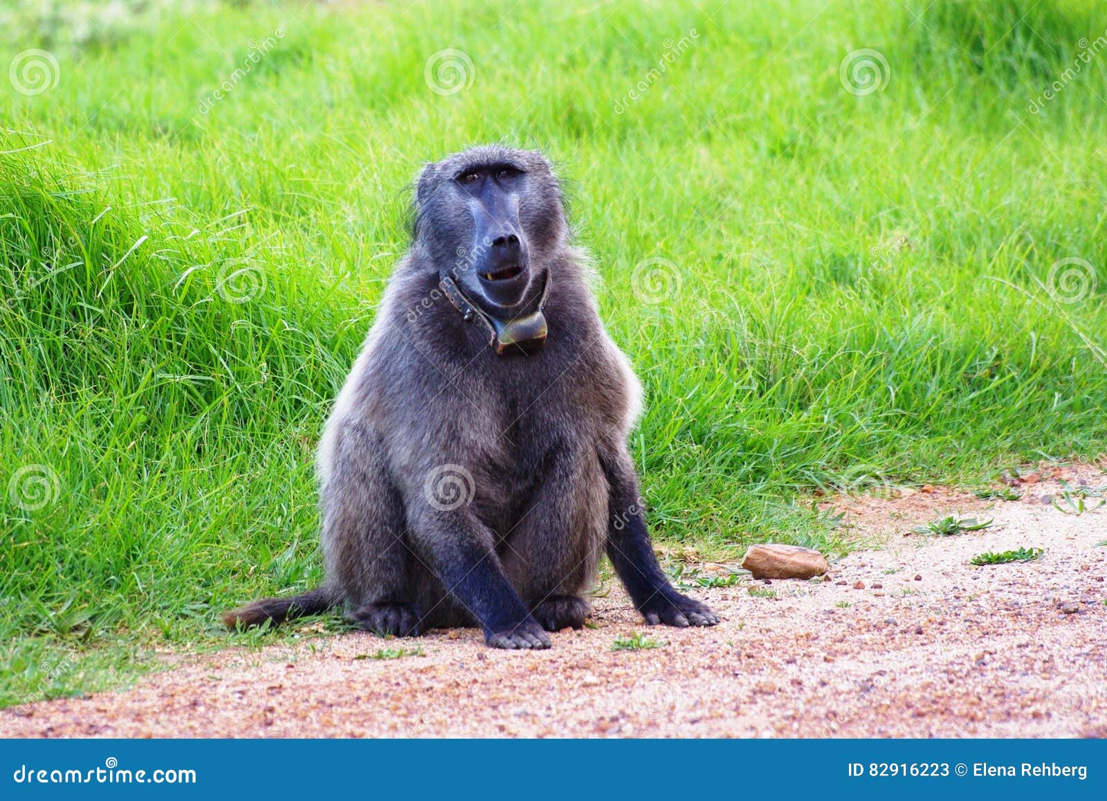 Babon Monkey Stock Photos - Free & Royalty-Free Stock Photos from ...