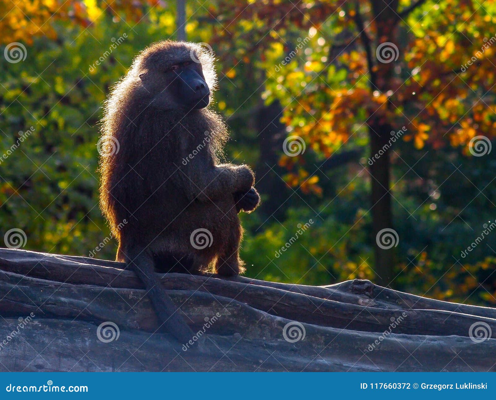 Baboon stock photo. Image of arabian, monkey, papio - 117660372