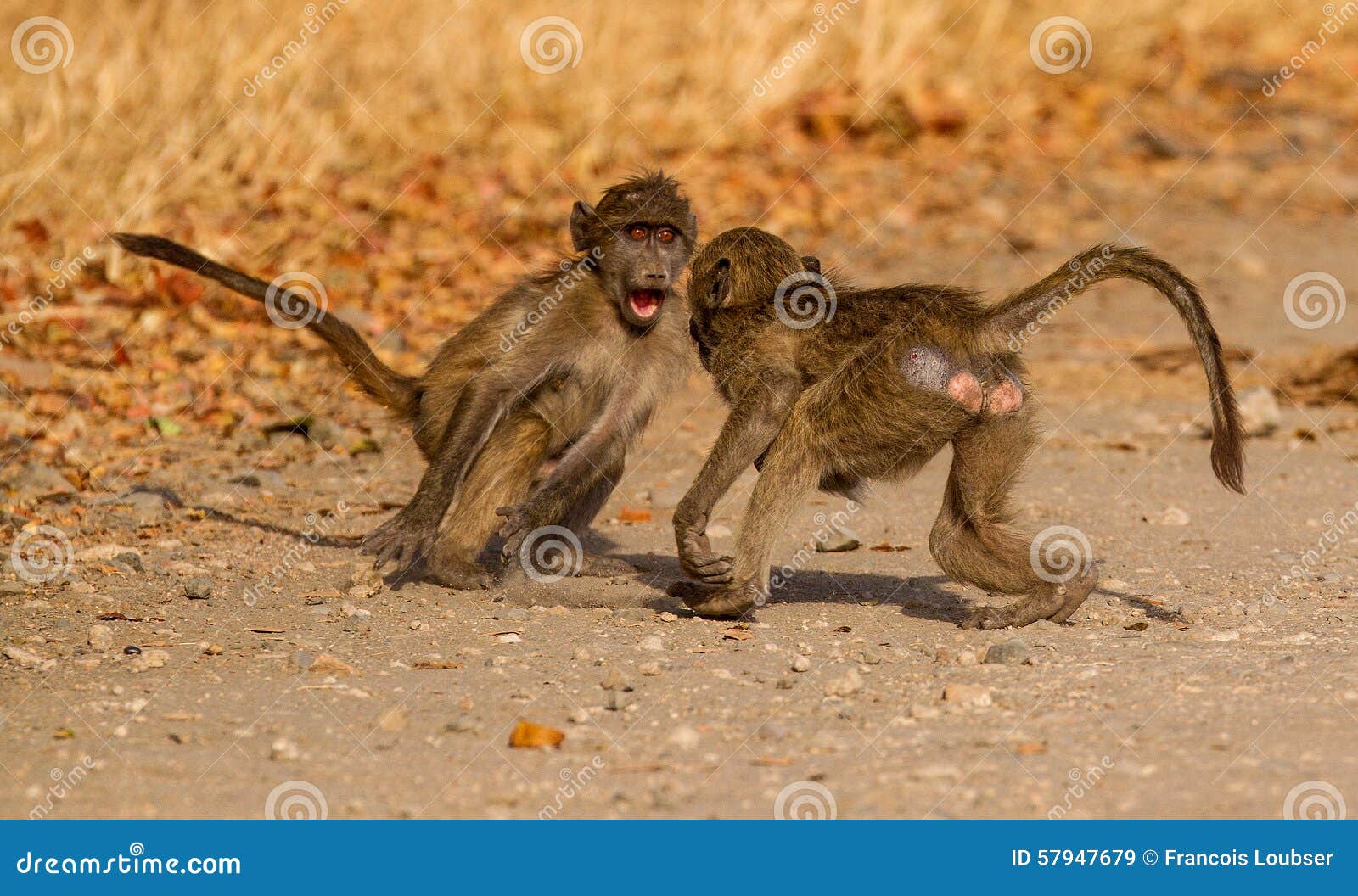 Baboon stock image. Image of wild, africa, baby, monkey - 57947679